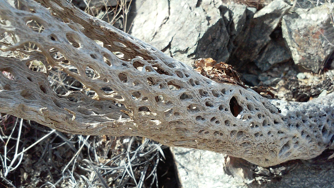 SouthMountainOcotilloSkeleton – AZ Wonders