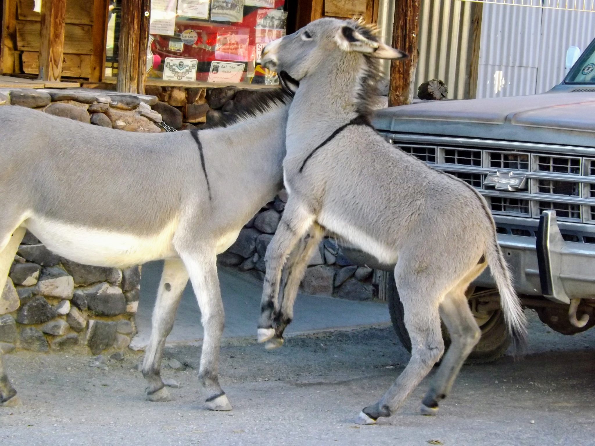 Adorable burros seek, sow wild oats in Oatman | AZ Wonders