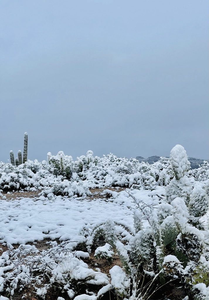 Early March storm leaves a blanket of snow on the Sonoran Desert of ...