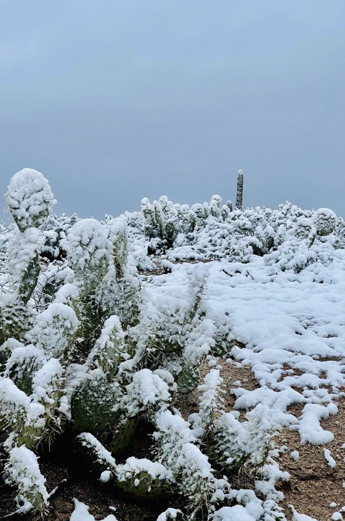 Early March storm leaves a blanket of snow on the Sonoran Desert of ...